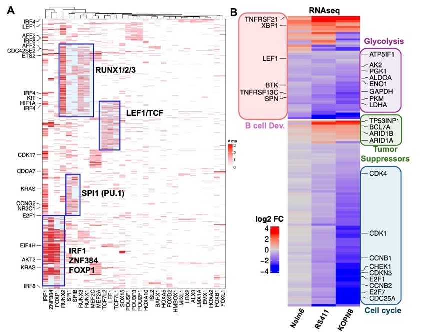 Explore Our Research - Rau Lab - Seattle Children's